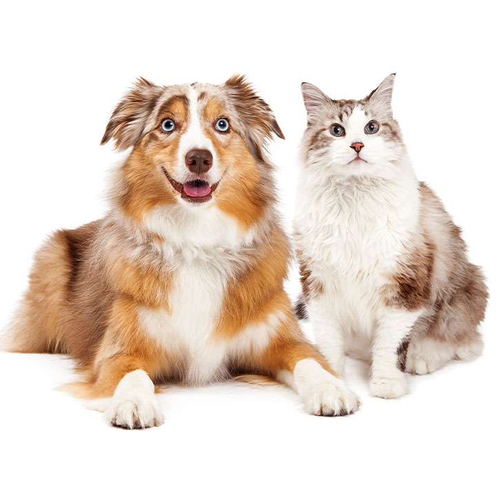 Använd Viacutan Plus för att stärka och vårda huden och pälsen på din hund eller katt